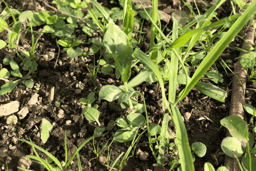 Boosting the Soil with Cover Crops This Fall | 21 Acres