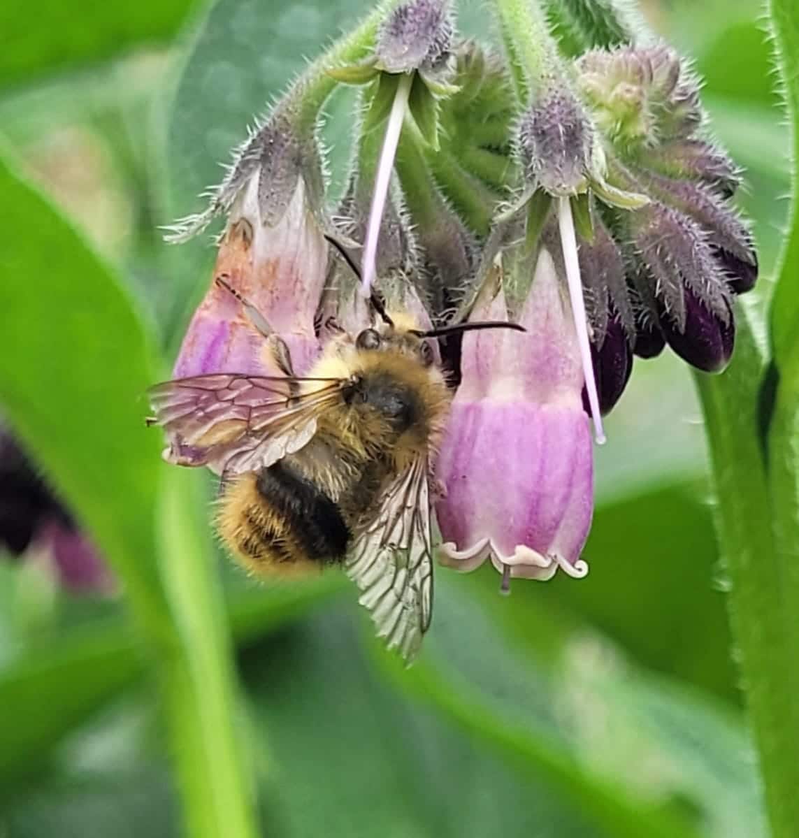 Pollinator Count Contributes to Scientific Data | 21 Acres